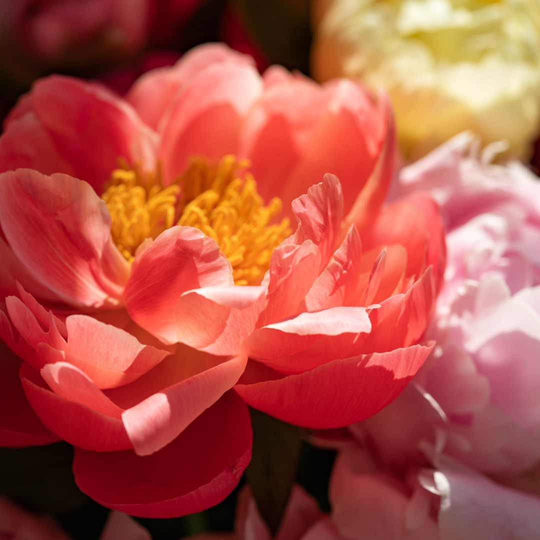 Spring Subscription (15 Weeks) – Wortley Flower Farm