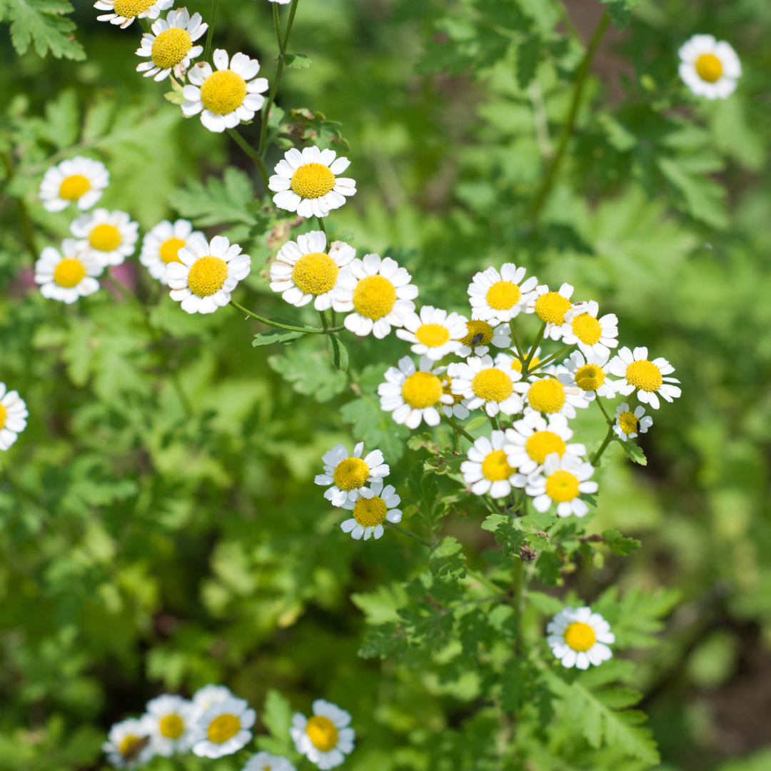 Feverfew – Wortley Flower Farm