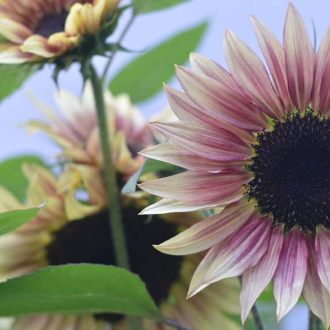 Sunflower – Wortley Flower Farm